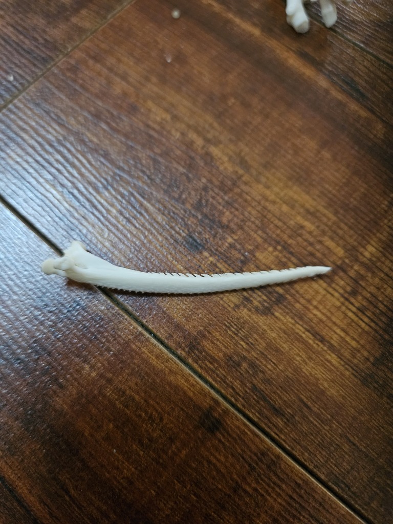 Gafftopsail Catfish from Fort Myers Beach, FL 33931, USA on December 23 ...