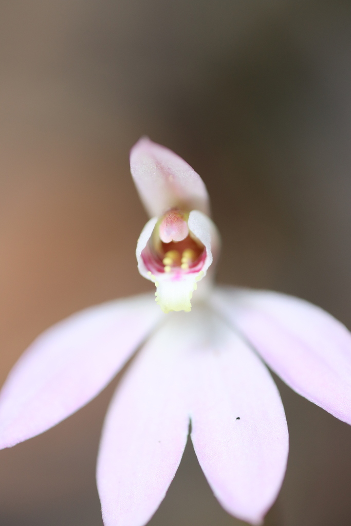 Pink Lady Fingers from Sydney NSW, Australia on September 19, 2021 at ...
