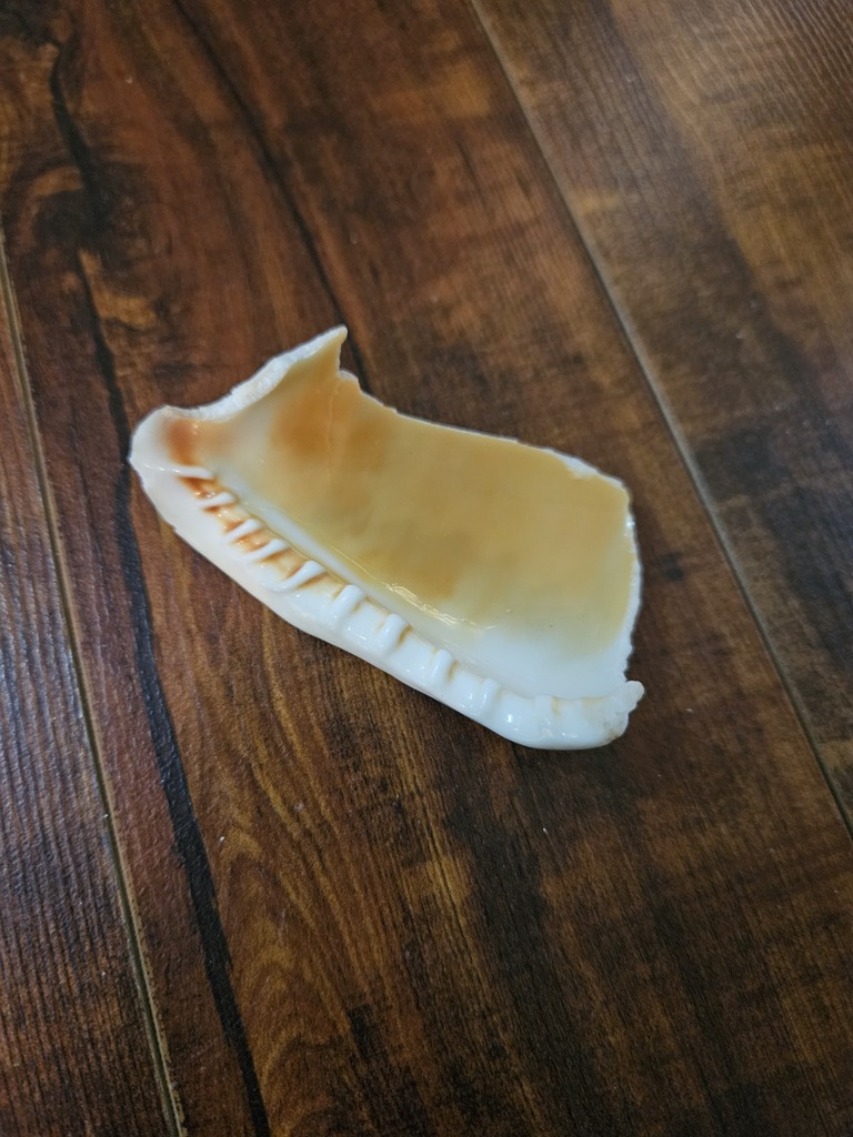 Emperor Helmet Snail from Palm Beach, FL, USA on March 13, 2018 by ...