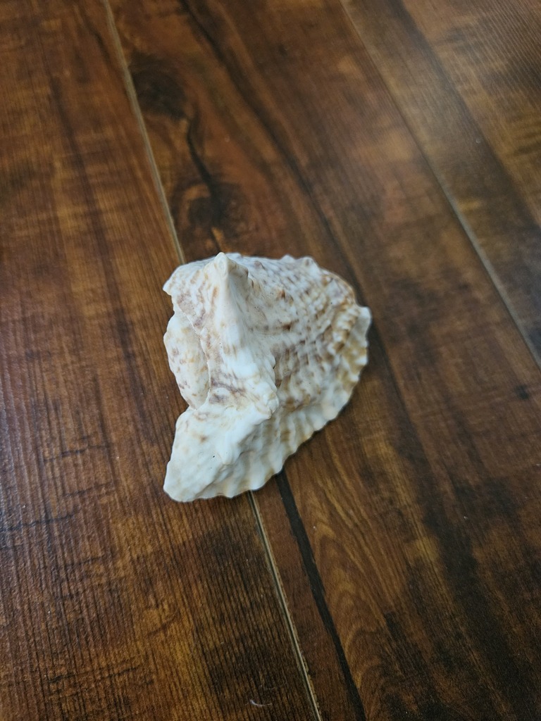 Hawkwing Conch from Palm Beach, FL, USA on March 13, 2018 by MFarn ...