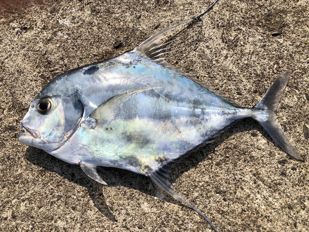 African Pompano from Gulf of Thailand, Sihanoukville, KH on January 22 ...