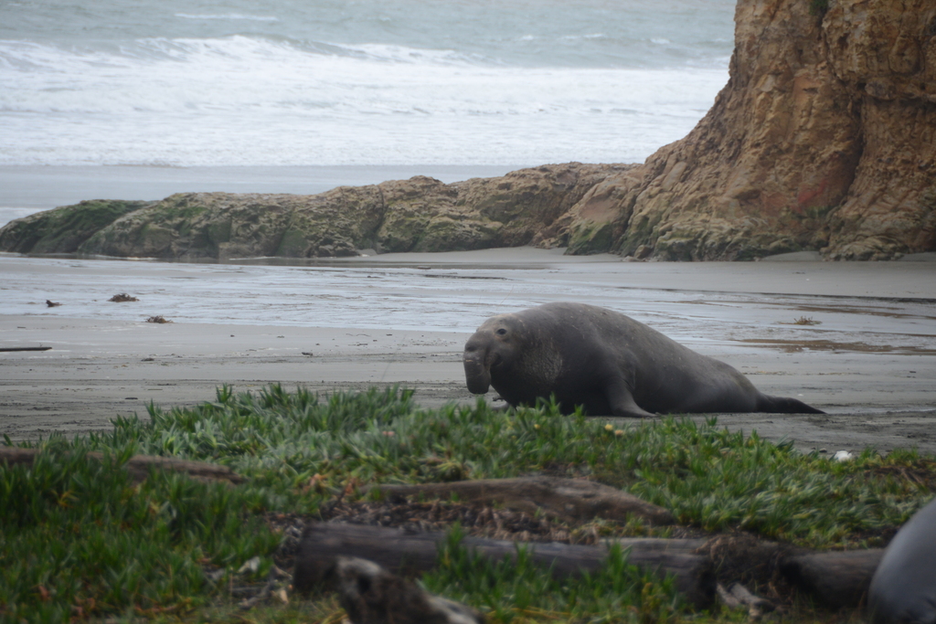 Northern Elephant Seal from Point Reyes National Seashore, Marin County ...