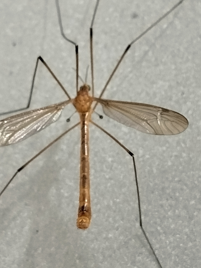 Tricyphona from Industrial, 20030 Aguascalientes, Ags., México on ...