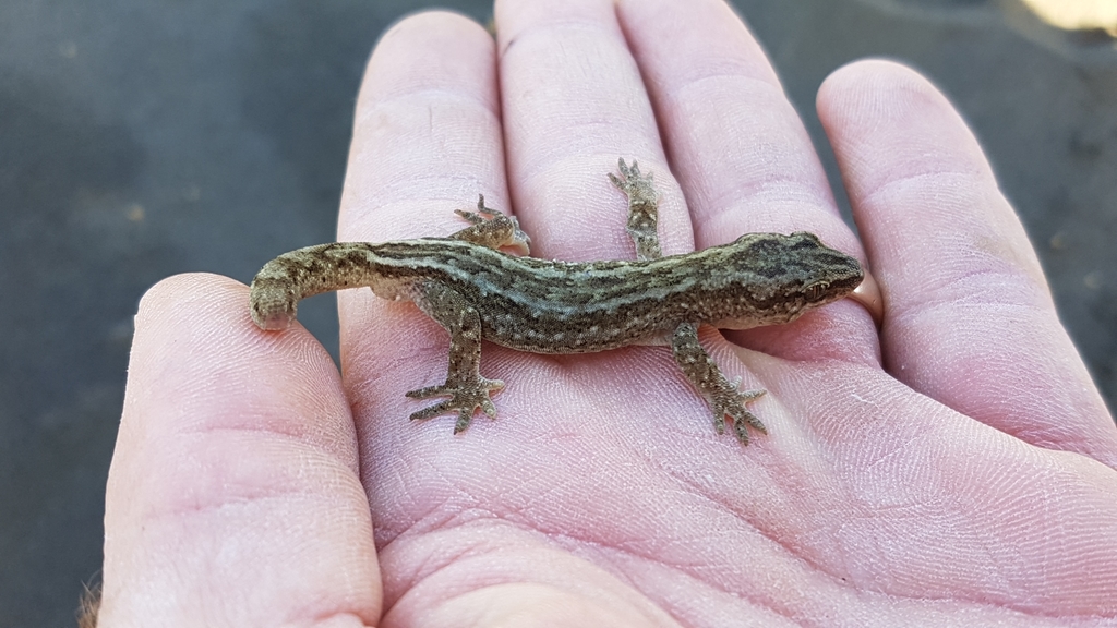 Korowai Gecko in April 2019 by Dylan van Winkel. Muriwai gecko ...