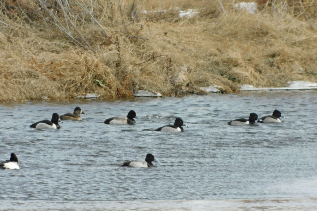 Ring-necked Duck from Wichita, KS, USA on January 21, 2024 at 01:55 PM ...