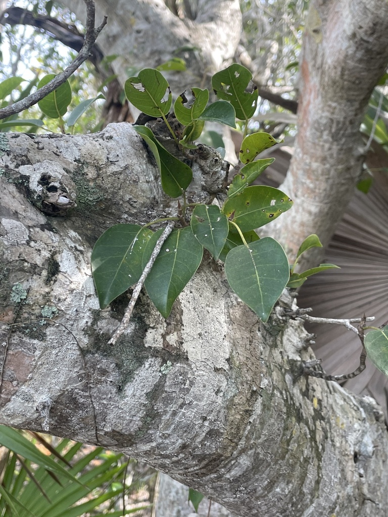 Shortleaf Fig from Big Pine Key, Big Pine Key, FL, US on January 21 ...