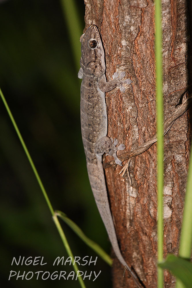 Dubious Dtella from Tirroan QLD 4671, Australia on January 21, 2024 at ...