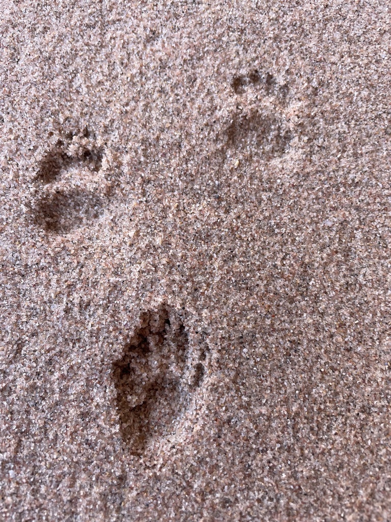 Western Quoll in January 2024 by tanvankid. Footprints approx 20mm long ...