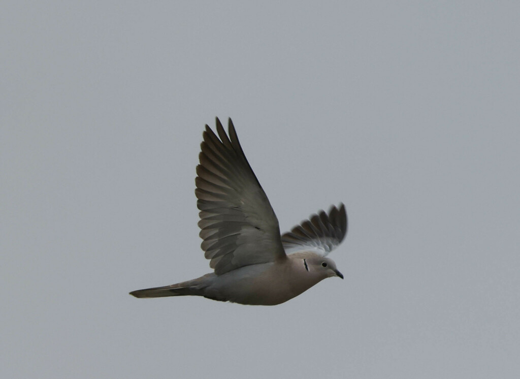 Eurasian Collared-Dove from West San Gabriel River Parkway Nature Trail ...