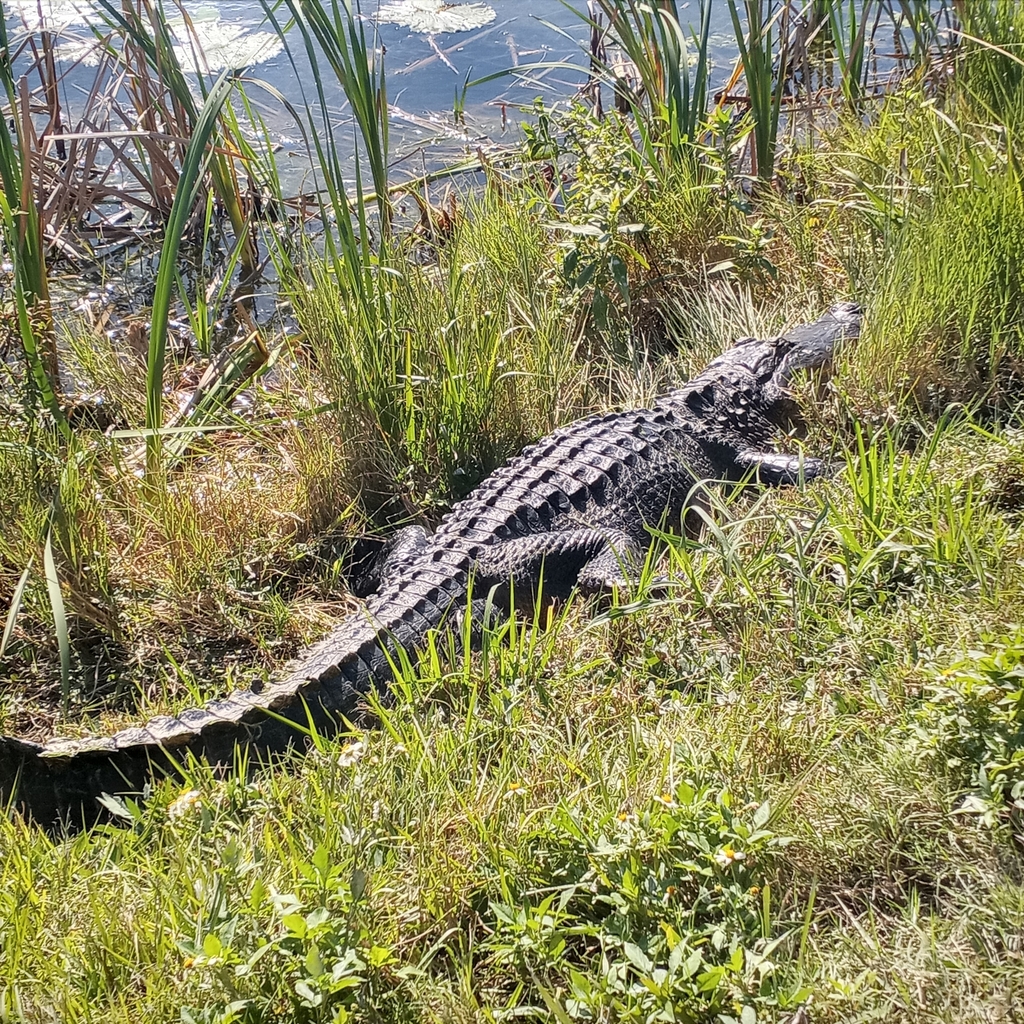 American Alligator from Apopka, FL 32703, USA on January 21, 2024 at 01 ...