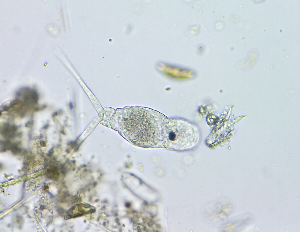 Monommata from Geelong VIC, Australia on January 17, 2024 at 04:53 PM ...