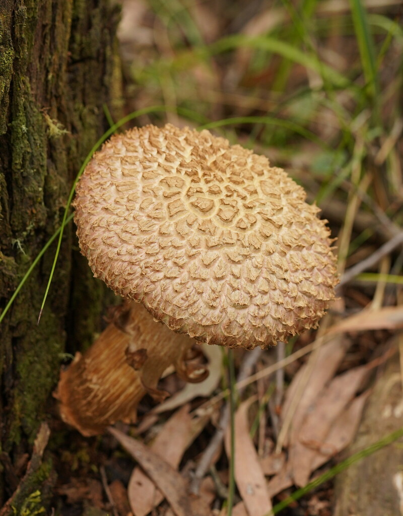 Boletellus ananiceps from Cardinia - North, Victoria, Australia on ...