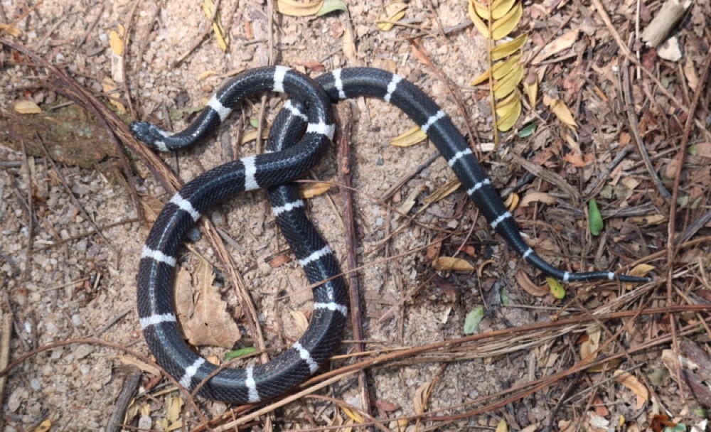 Bungarus ceylonicus Günther, 1864