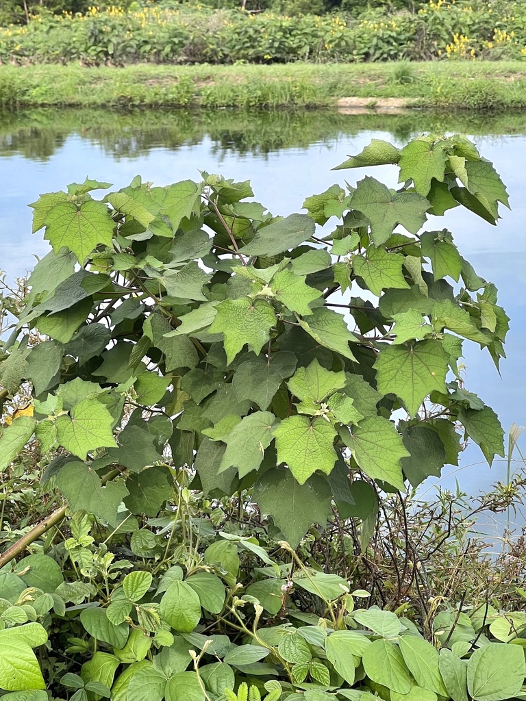 Caesar weed (Urena lobata) - Botanical Realm
