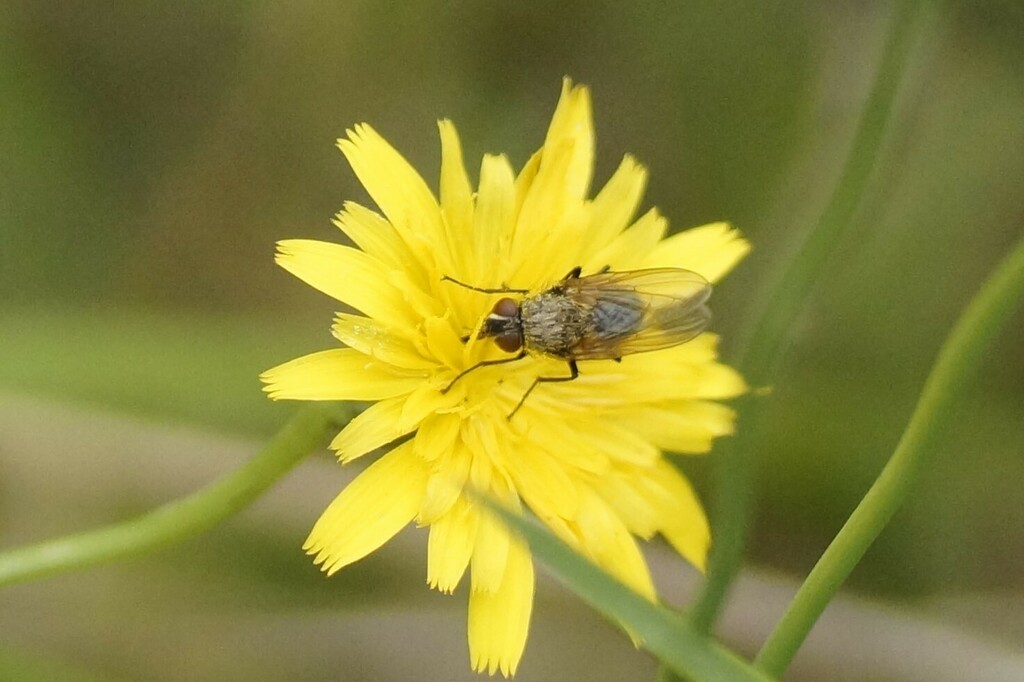 Notiphila from Benwerrin VIC 3235, Australia on January 22, 2024 at 02: ...