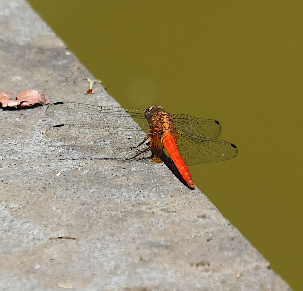Orange Skimmer from Bali Botanical Garden, Tabanan Regency, Bali ...