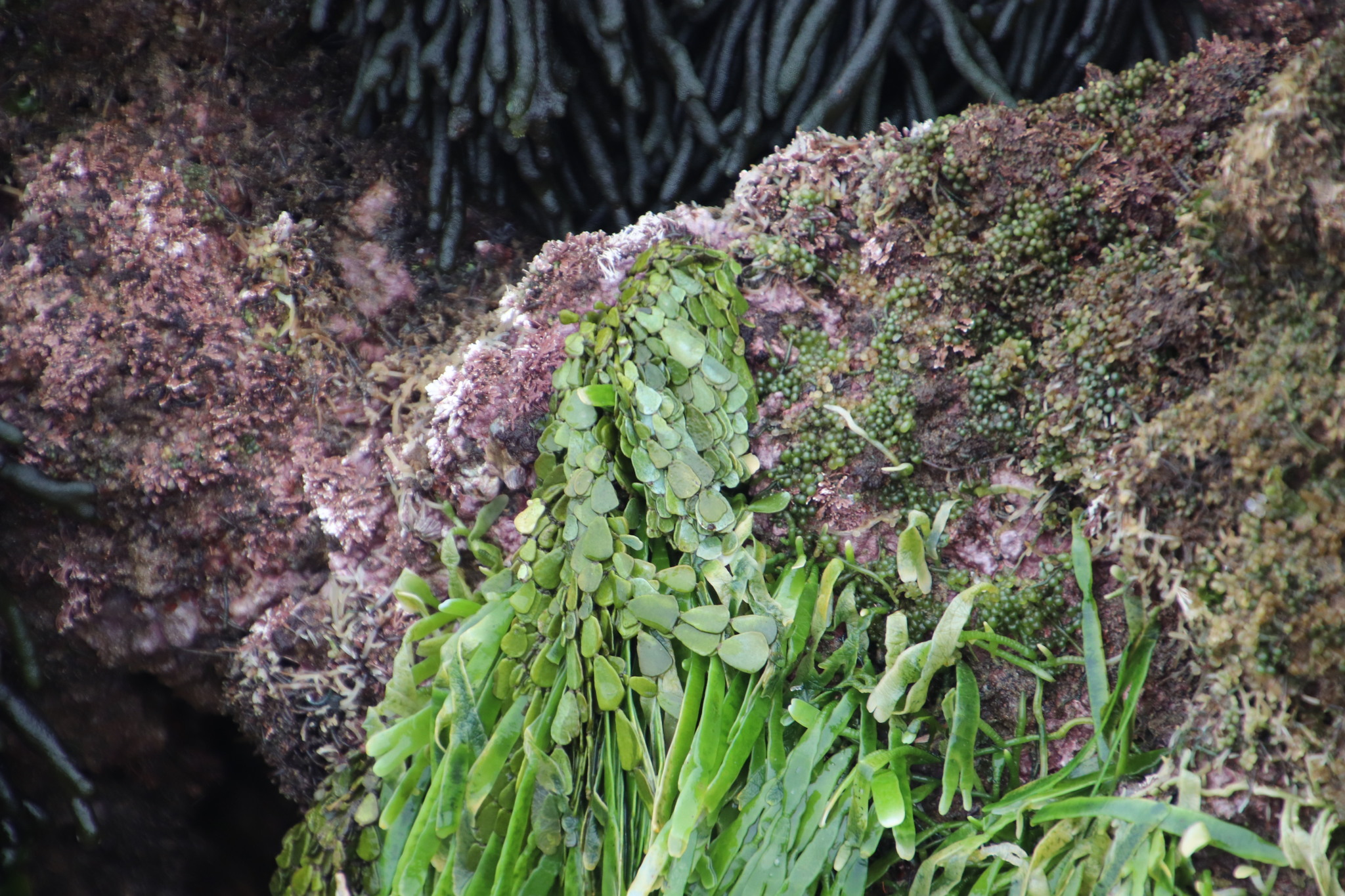 Halimeda cuneata K.Hering