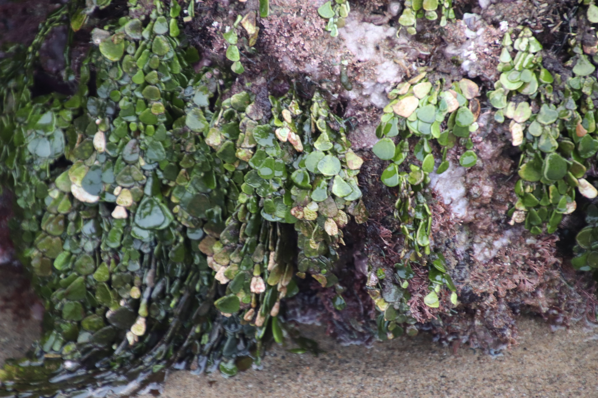 Halimeda cuneata K.Hering