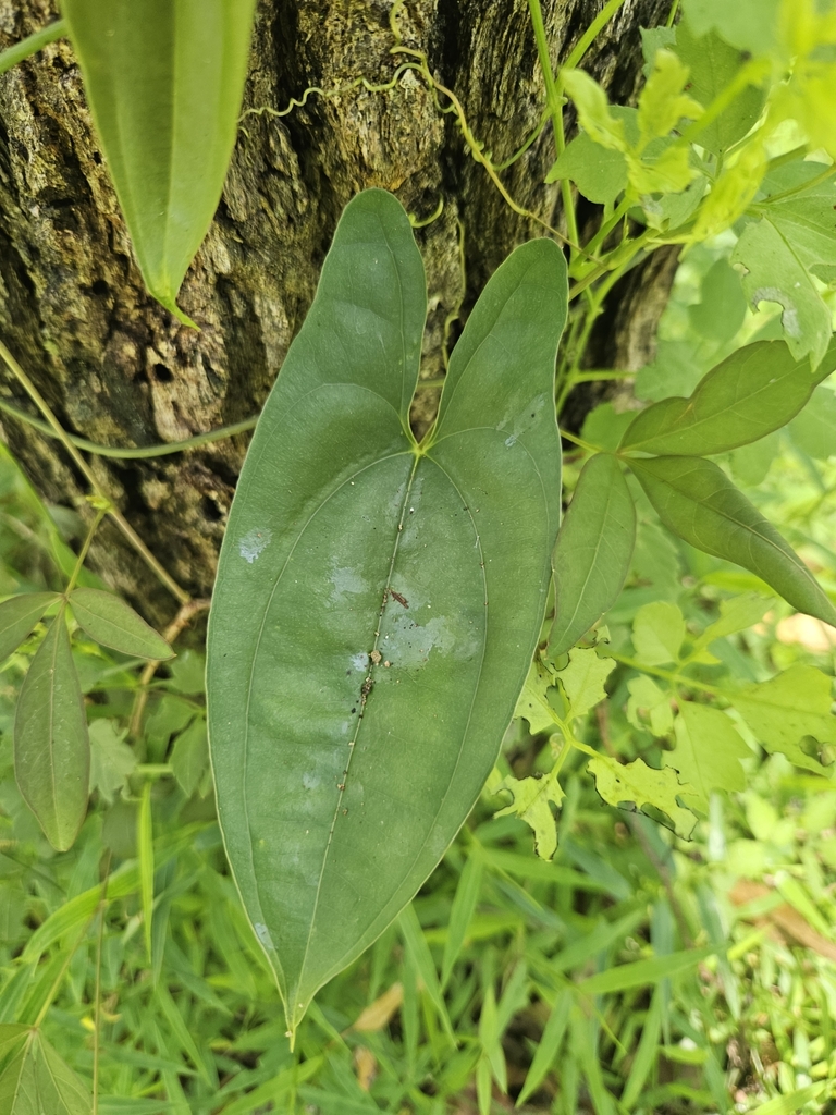 Common Yam Vine from Cornubia QLD 4130, Australia on January 22, 2024 at 09:24 AM by Peta Jansma ...