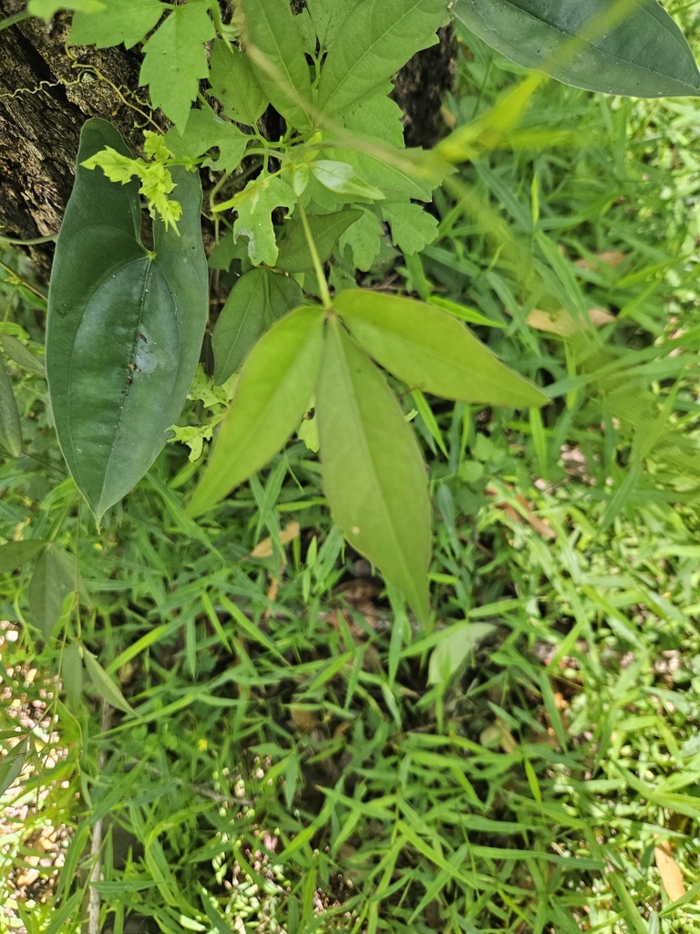 Pepper Vine from Cornubia QLD 4130, Australia on January 22, 2024 at 09 ...