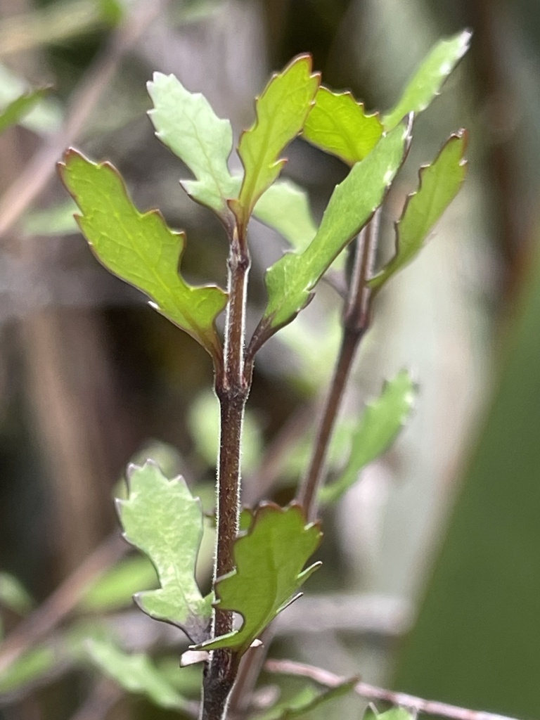 Mountain Wineberry from Erua Forest, National Park, Manawatū-Whanganui ...
