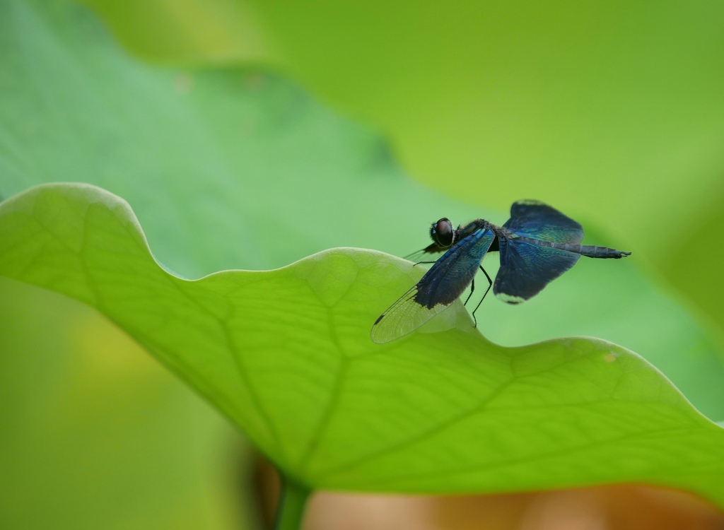 Butterfly Flutterer from Naka Ward, Hiroshima, Japan on July 18, 2023 ...
