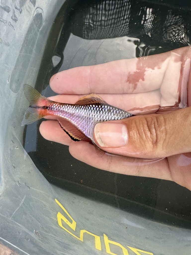 Paratanakia chii in December 2023 by shenyut. Shanwei phenotype ...