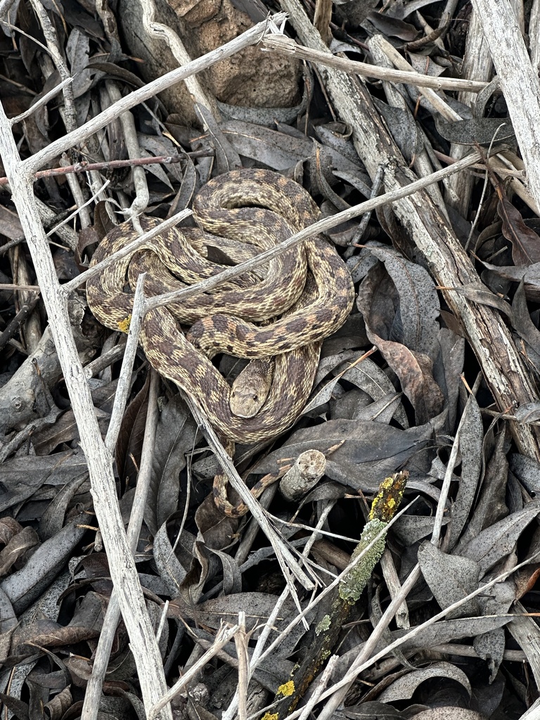 Pacific Gopher Snake from Sycamore Grove Park - Livermore Area ...
