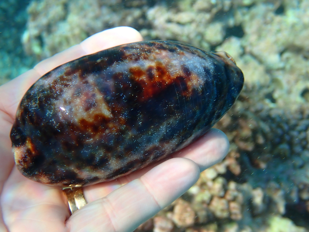 Tortoise Cowry from Kuria Island, Kiribati on January 19, 2024 at 04:16 ...
