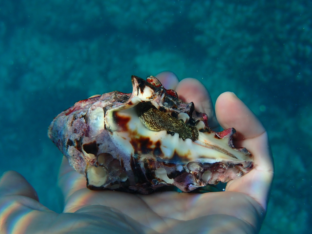 ceramic vase from Kuria Island, Kiribati on January 19, 2024 at 04:19 ...