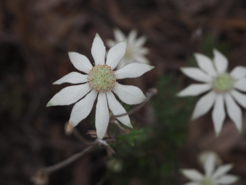 Flannel Flower from Sydney NSW, Australia on January 20, 2024 at 12:24 ...