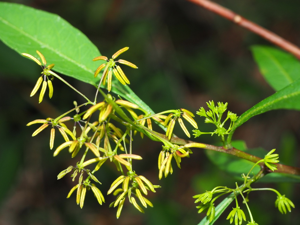 Common Hop Bush from Sydney NSW, Australia on January 20, 2024 at 12:26 ...
