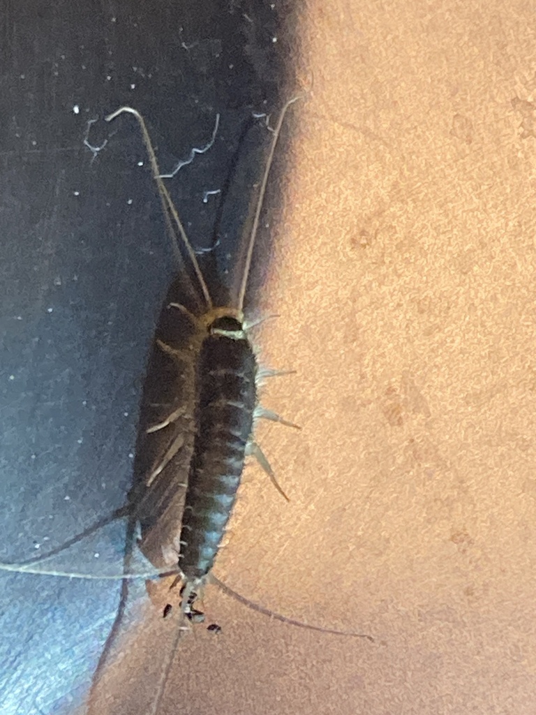 Long-tailed Silverfish from Burraneer Rd, Coomba Park, NSW, AU on ...