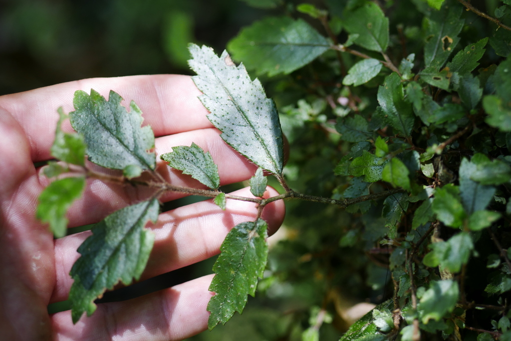 fieldia from O'Reilly QLD 4275, Australia on January 22, 2024 at 10:34 ...