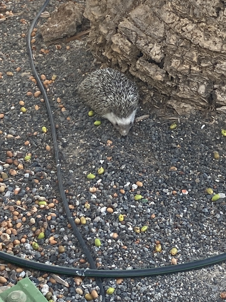 North African Hedgehog from Fuerteventura, La Oliva, Palmas, ES on ...