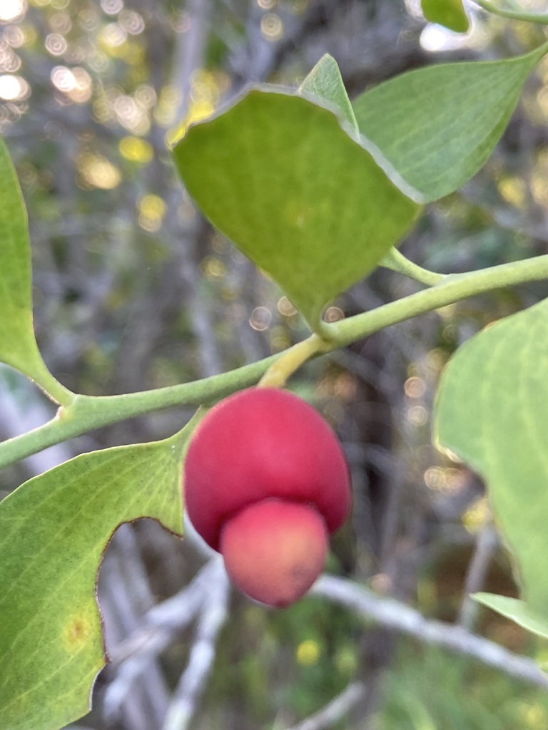 Broad Leaved Native Cherry from Tannum Sands QLD 4680, Australia on ...