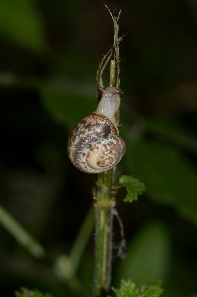 Kentish Snail from Provincia di Terni, Italia on May 19, 2017 by ...