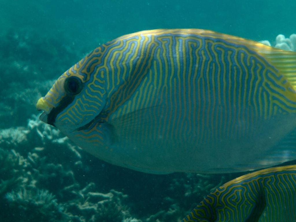 Barred Rabbitfish (Siganus doliatus) - Marine Life Identification