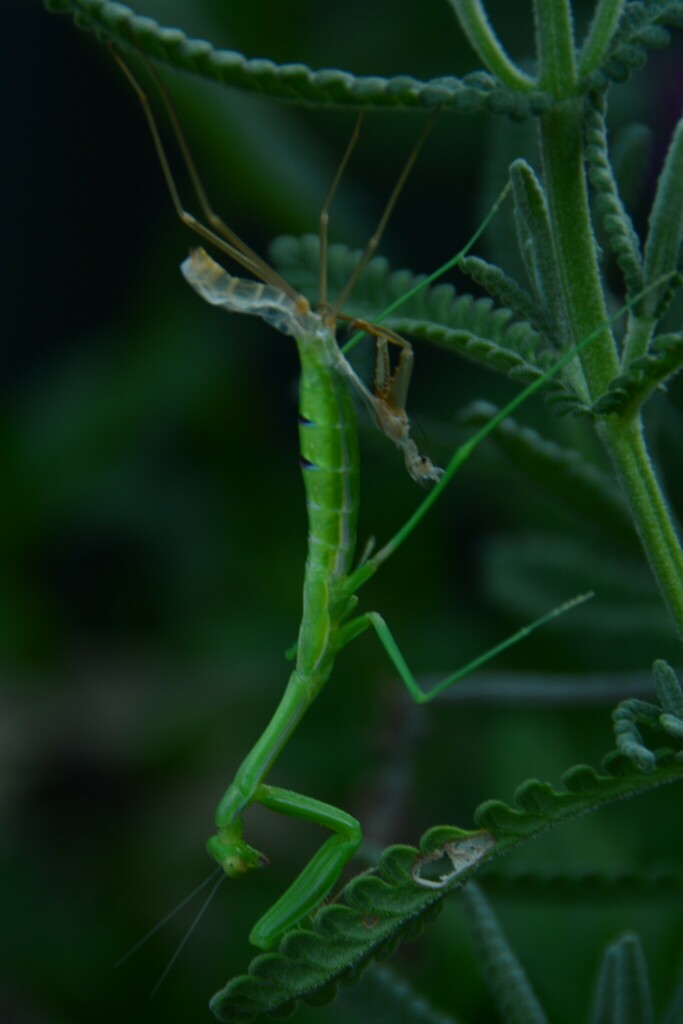 False Garden Mantis in January 2021 by Nature_Lover. A molting mantis ...