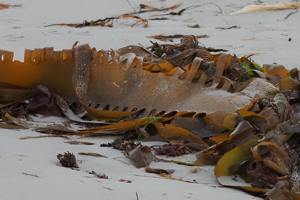Common Kelp from Eight Mile Creek SA 5291, Australia on January 14 ...
