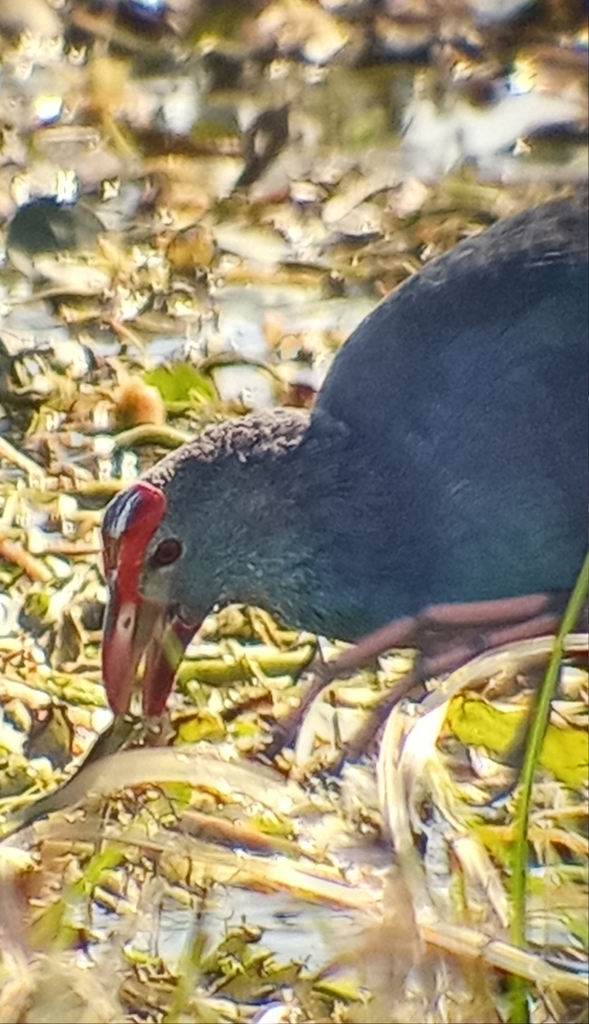 Gray-headed Swamphen from Apopka, FL 32703, USA on January 21, 2024 at ...