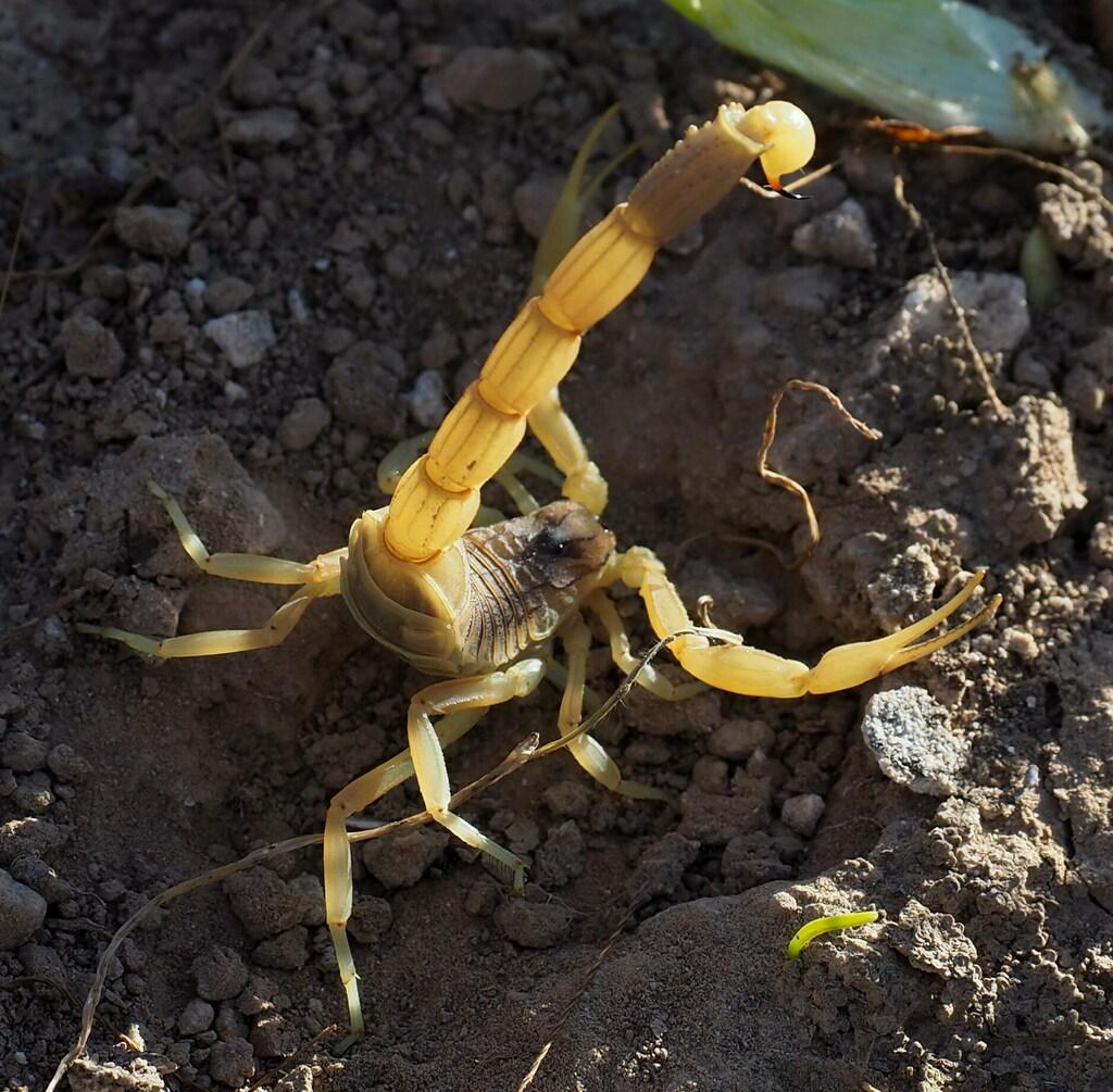 Israeli Black-top Deathstalker from Be'er Sheva, Israel on January 21 ...