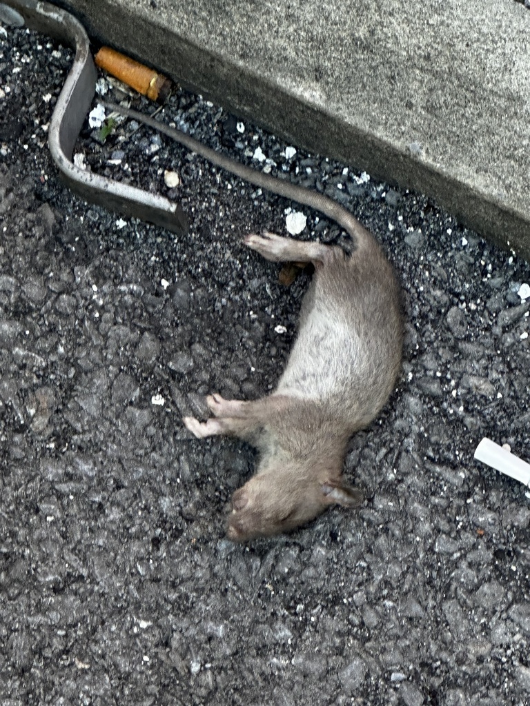 Brown Rat from Borneo, Miri, Sarawak, MY on January 6, 2024 at 03:04 PM ...