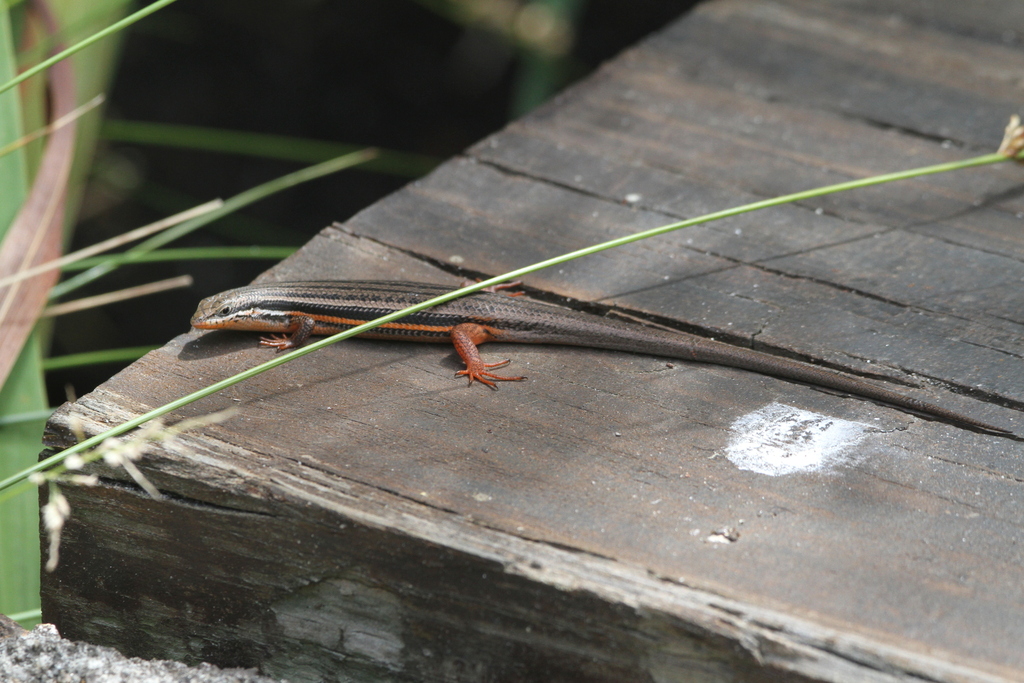 Red-sided Skink from Betty's Bay, 7141, South Africa on 01 January ...