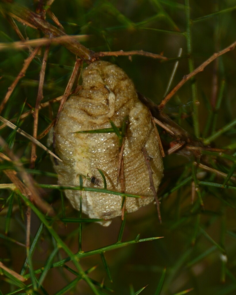 Australian Stick Mantis from Berkshire Park NSW 2765, Australia on May ...
