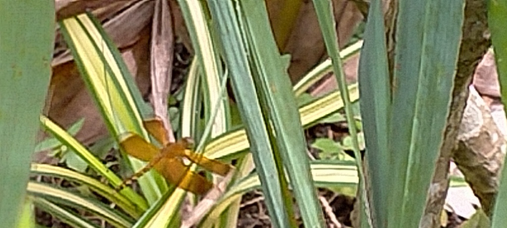 Grasshawks from Brgy. Sambog, Corella, Bohol, Philippines on January 22 ...