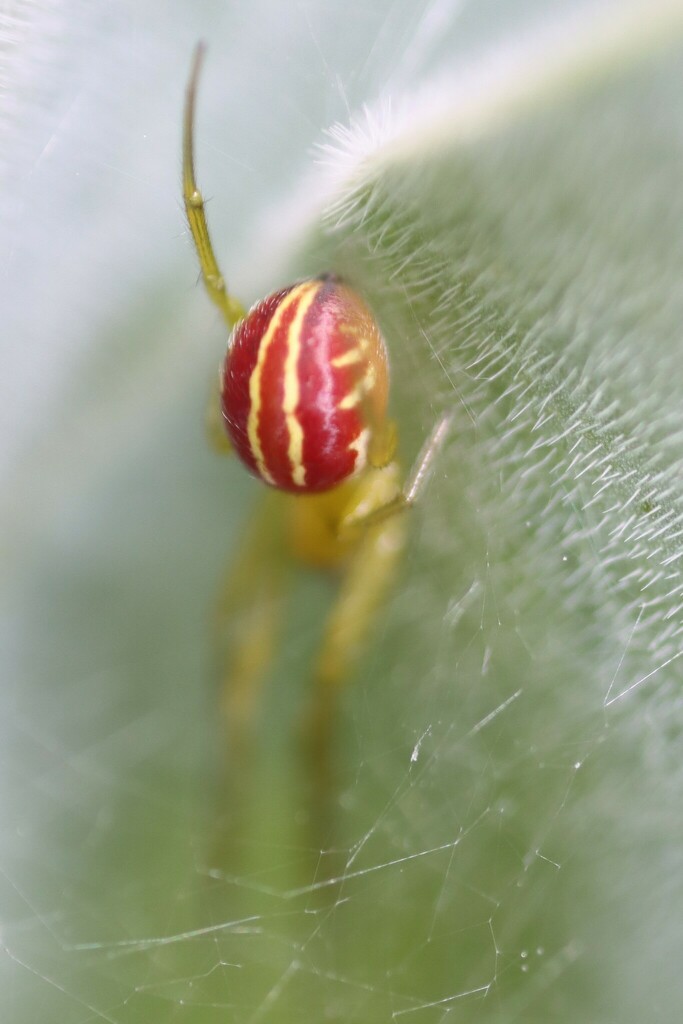 Live Leaf-curling Spiders in February 2022 by Nature_Lover · iNaturalist
