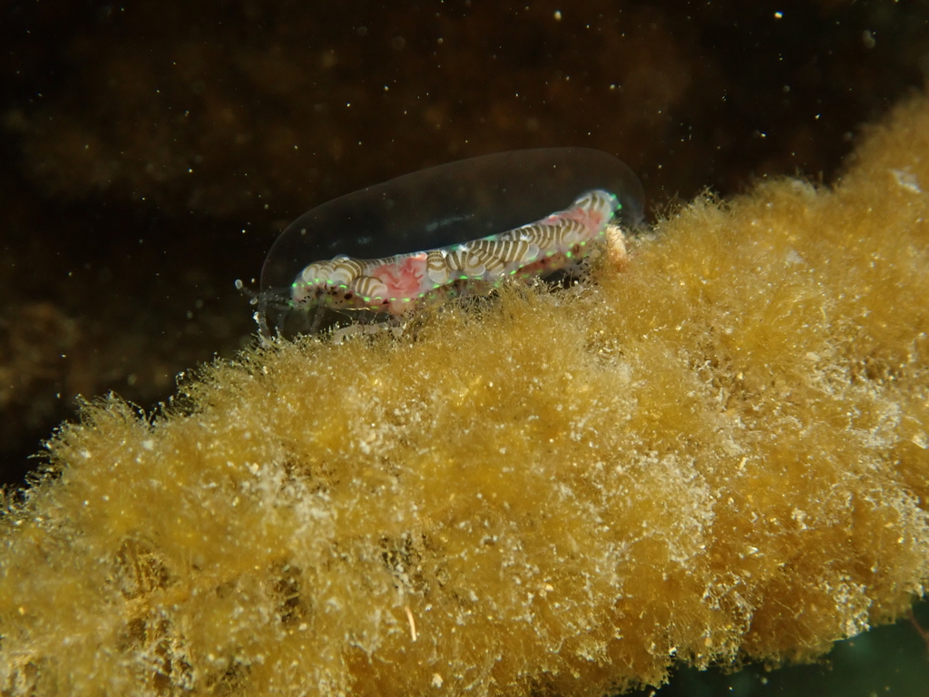 Hydrozoans from Glenelg Blocks on January 26, 2023 at 11:35 AM by Jack ...