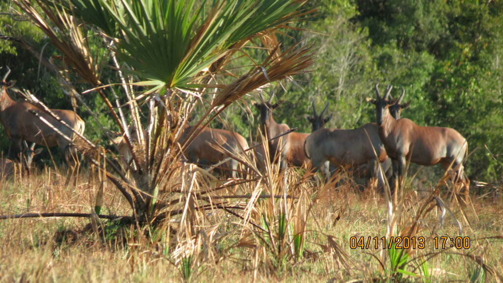 Coastal Topi in November 2013 by Simon Musila. Study area-Boni-Dodori ...
