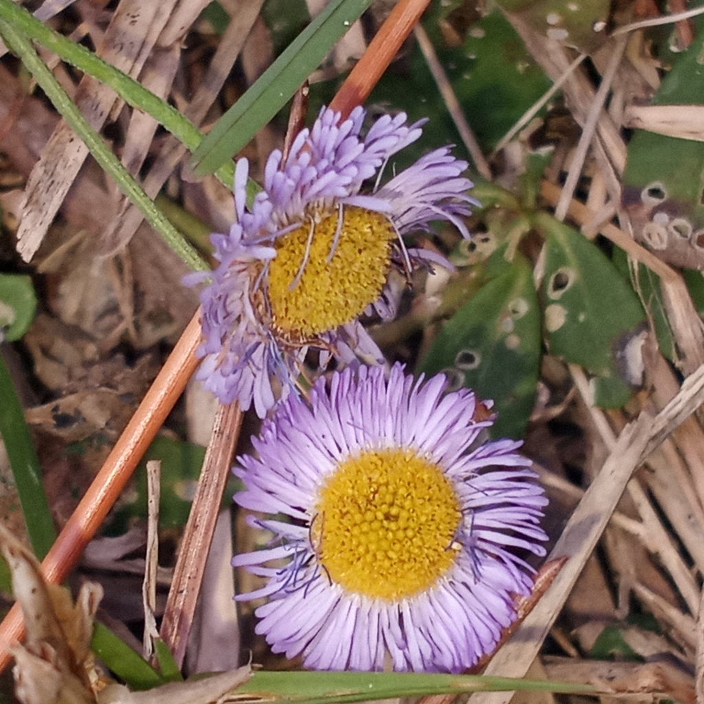oakleaf fleabane from Brevard County, FL, USA on January 21, 2024 at 05 ...